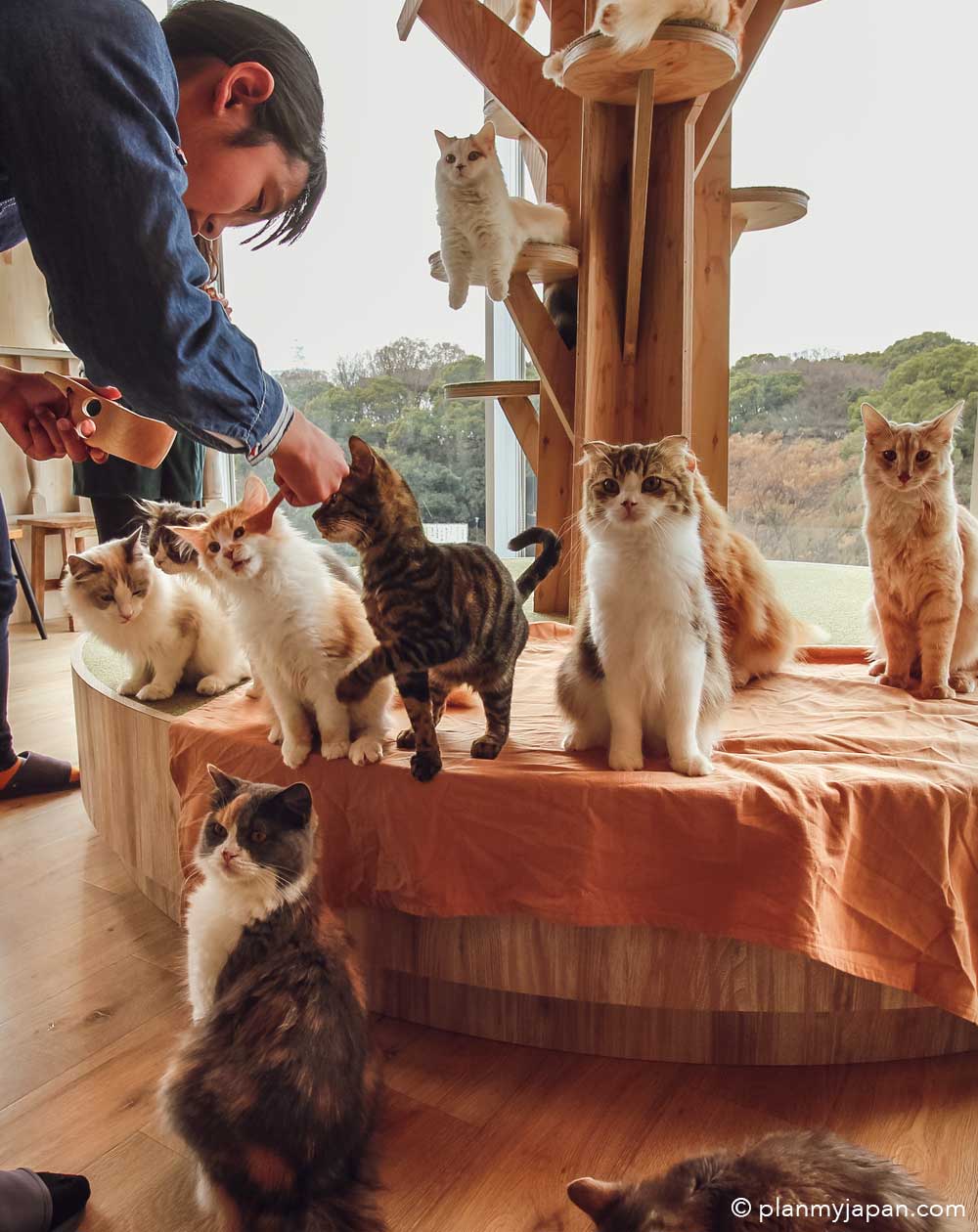 Harajuku, Tokyo - 38 Things To Do + Photos 2025 - Plan My Japan