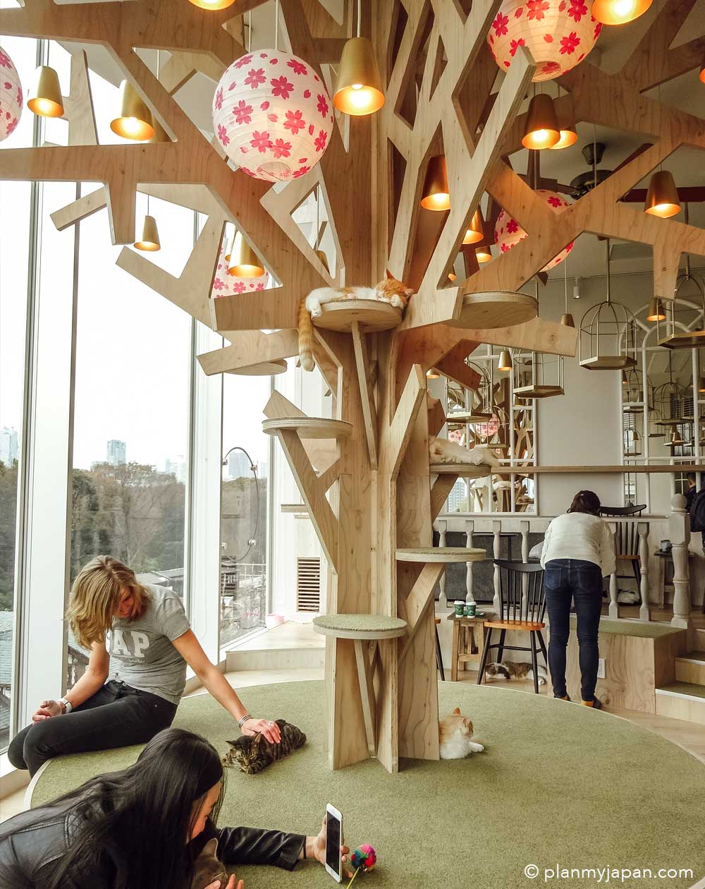 Cat Cafe Mocha in Tokyo - Guide, Prices + Photos 2025 - Plan My Japan